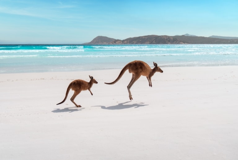 Guide to Spotting Kangaroos on your Australian Road Trip